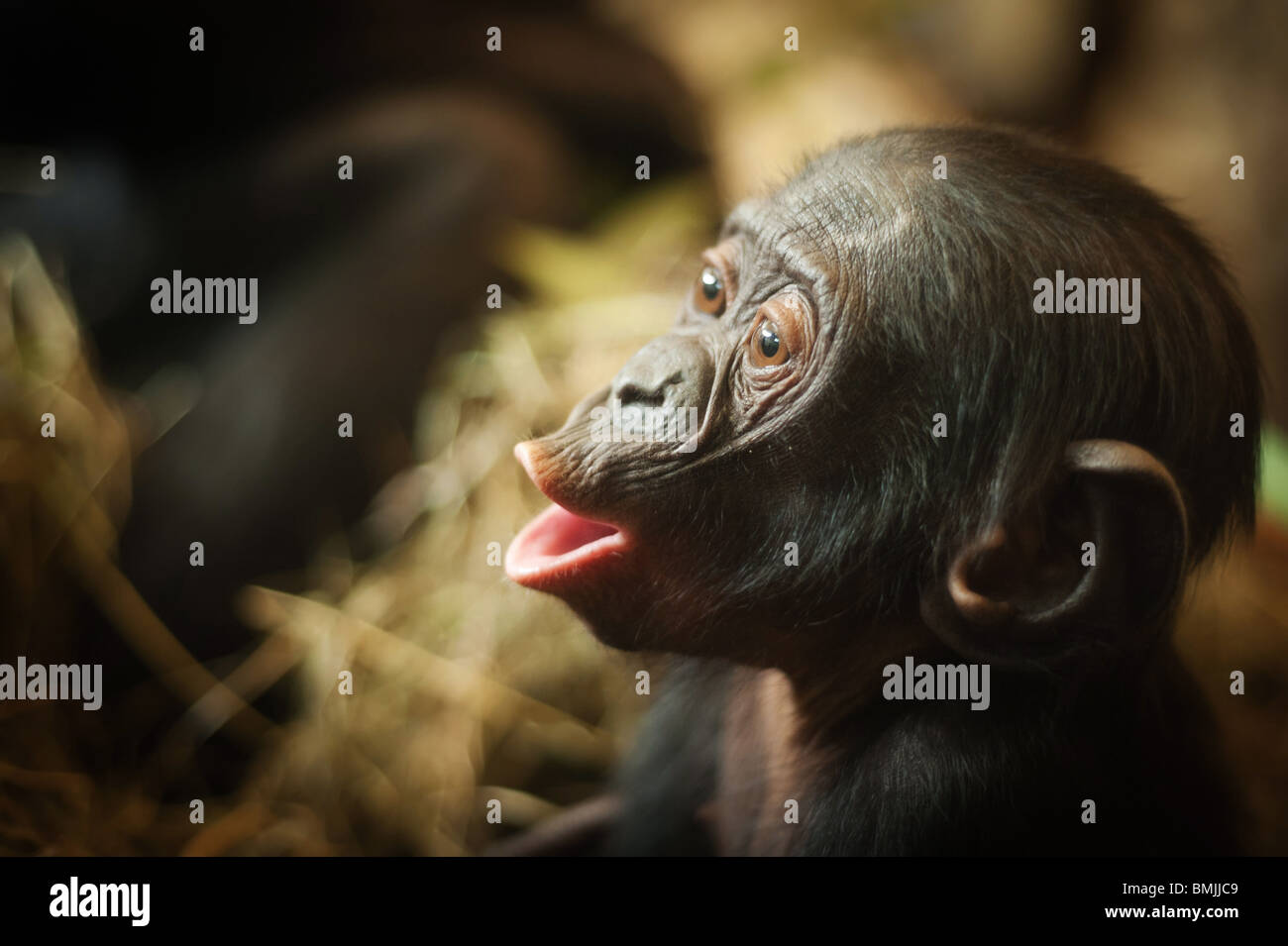 Bonobo Monkey Stockfotos und -bilder Kaufen - Alamy