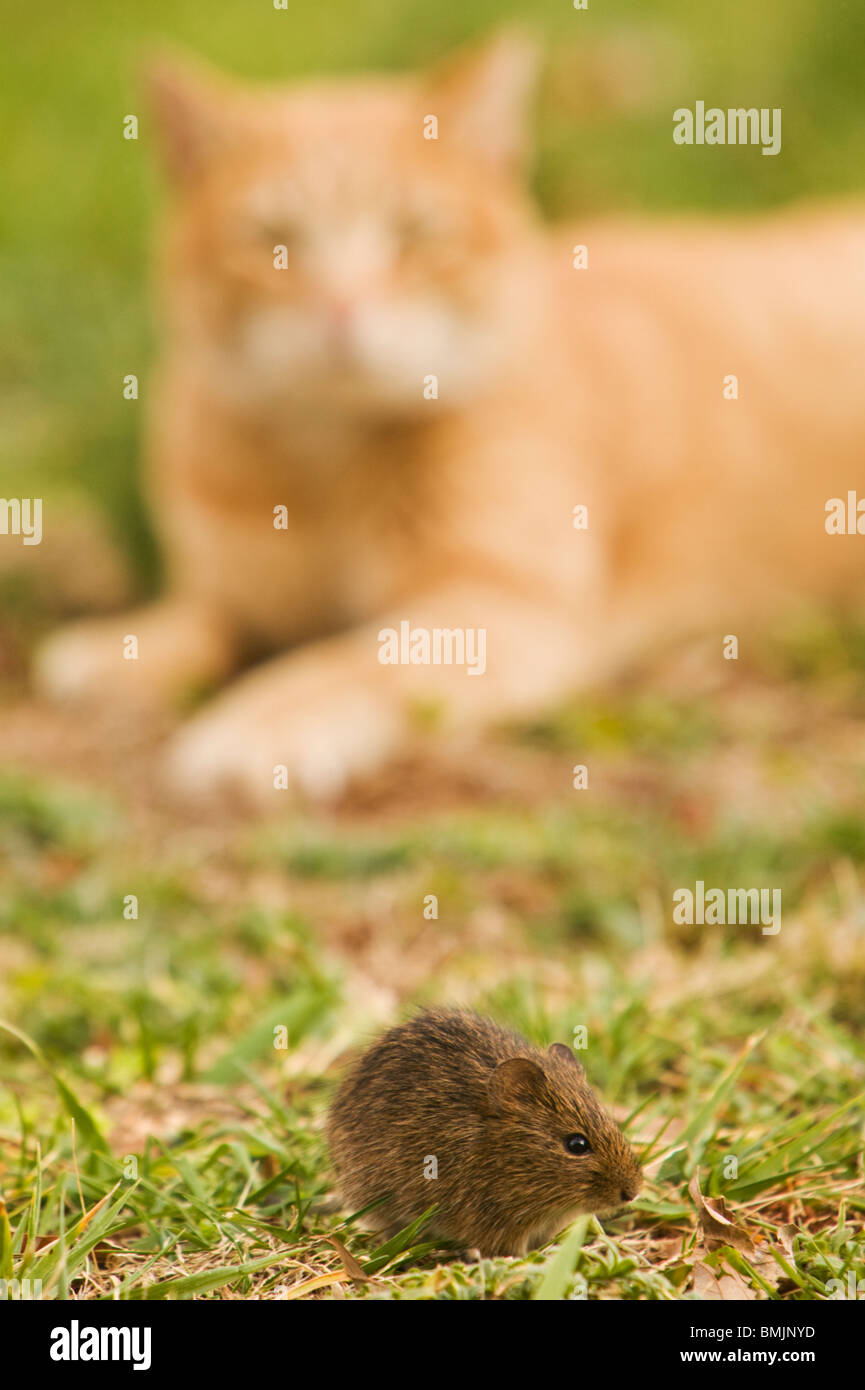 Katze jagt maus -Fotos und -Bildmaterial in hoher Auflösung – Alamy