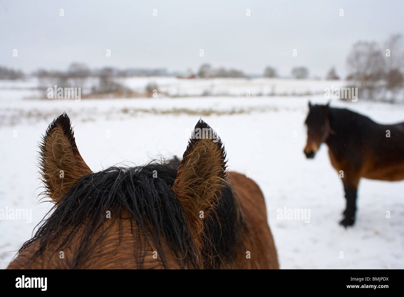 Zwei pferde stehen nah -Fotos und -Bildmaterial in hoher Auflösung – Alamy