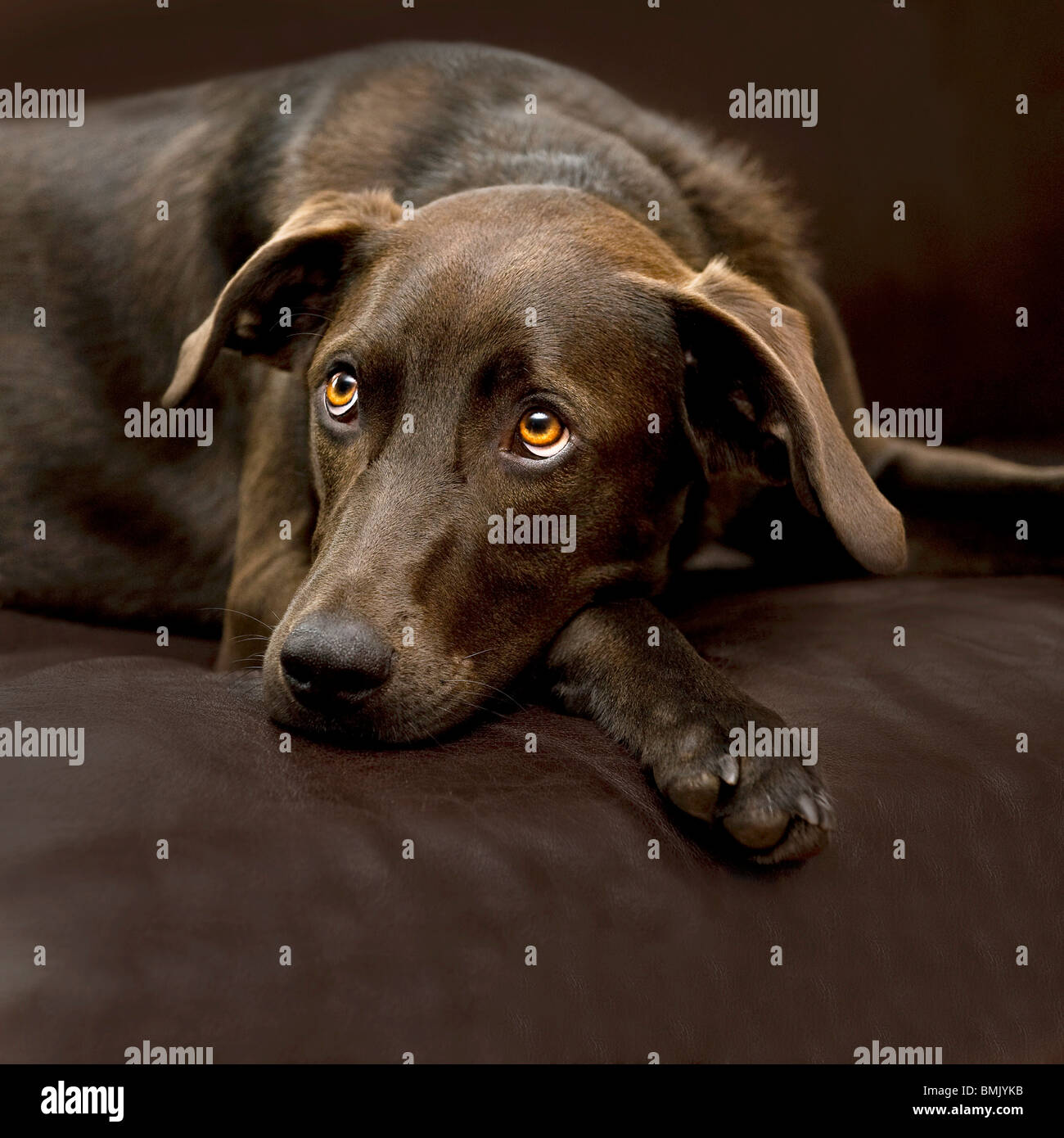 halbe Rasse Hund (Deutscher Kurzhaariger Vorstehhund/Harzer Fuchs Hund ...