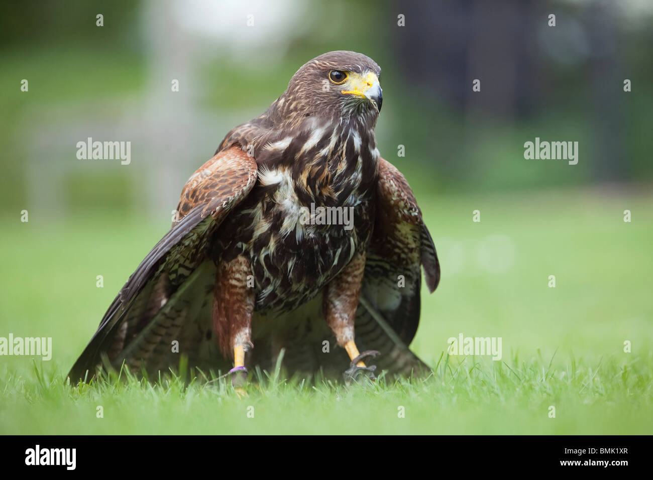 Harris hawk mantling prey -Fotos und -Bildmaterial in hoher Auflösung ...