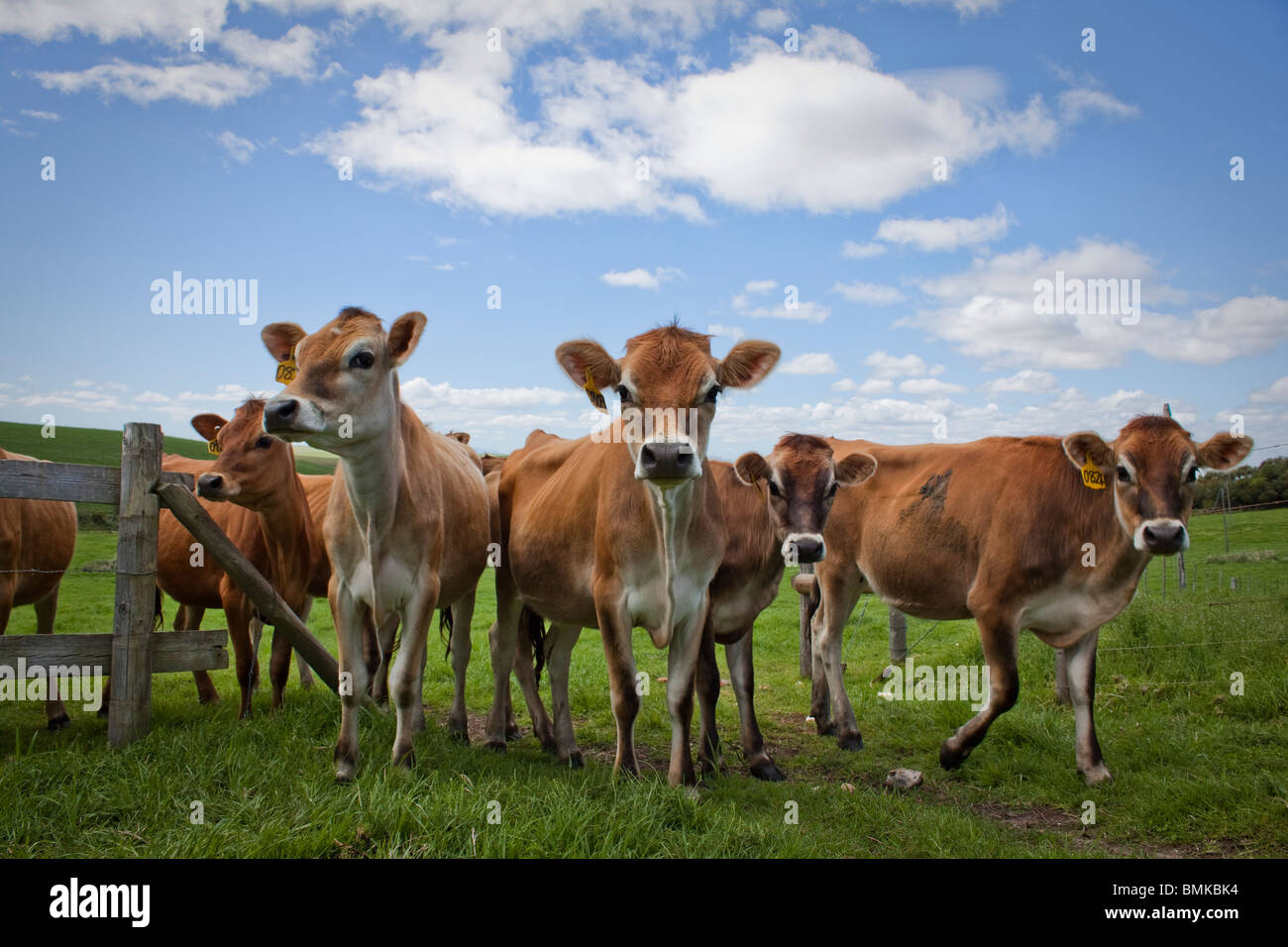 Braun cows -Fotos und -Bildmaterial in hoher Auflösung – Alamy