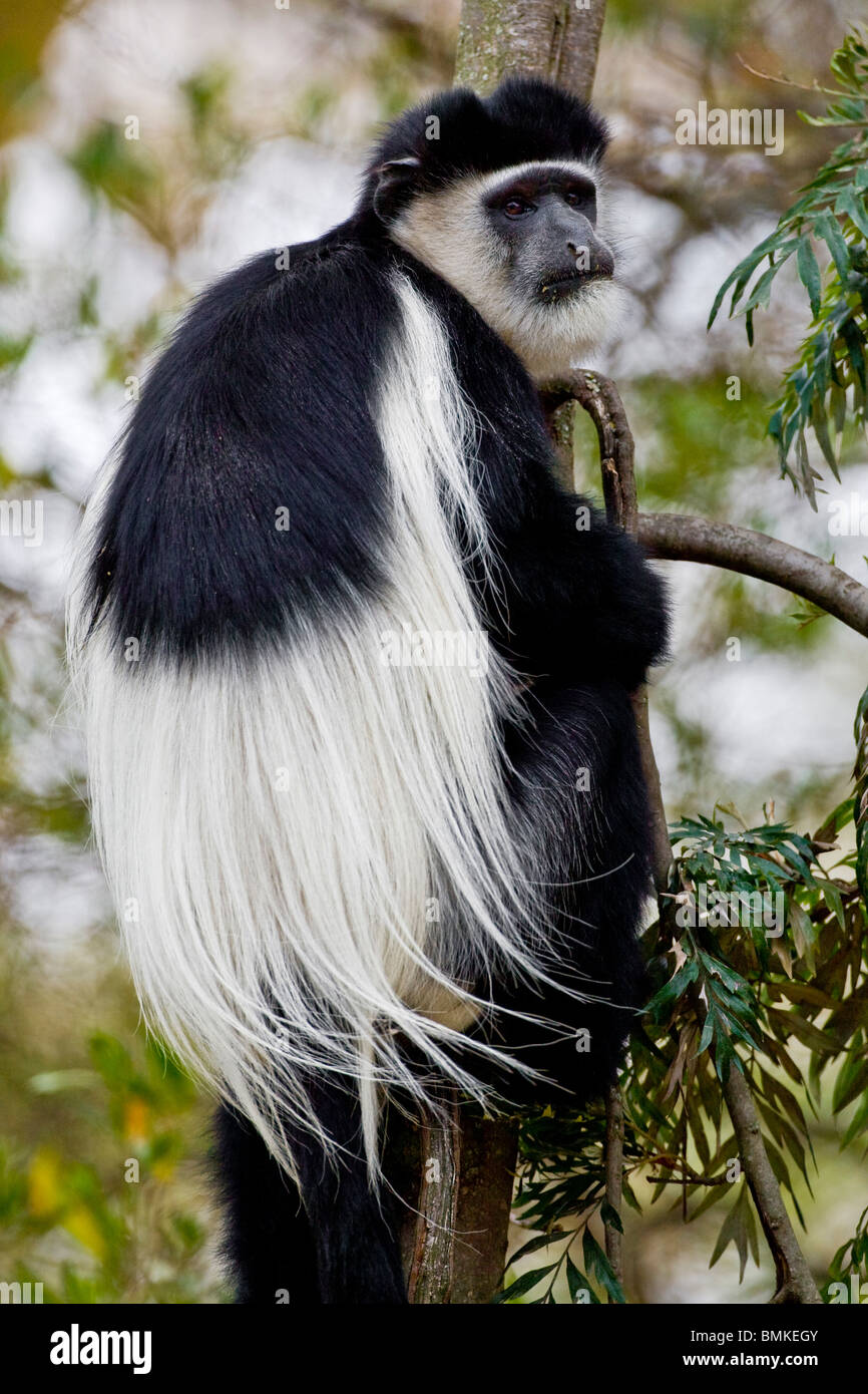 Afrika. Kenia. Ein schwarz-weiß-Colobus-Affen bei Elsamere das Anwesen ...