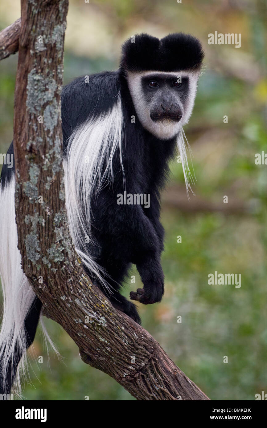 Afrika. Kenia. Ein schwarz-weiß-Colobus-Affen bei Elsamere das Anwesen ...