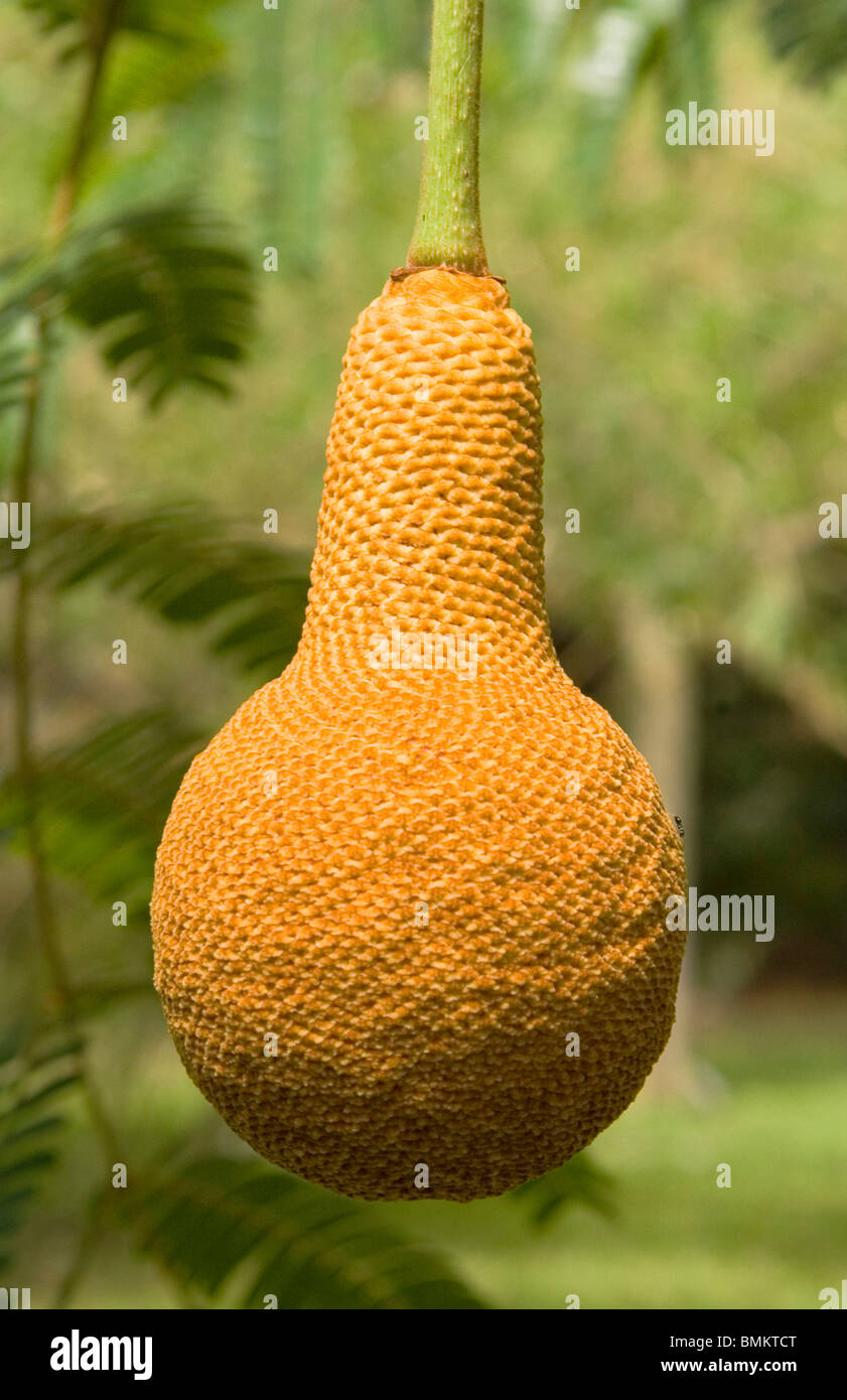 Afrikas; Malawi; Mangochi; Malawi-See; Gelbe Frucht im Club Makakola ...