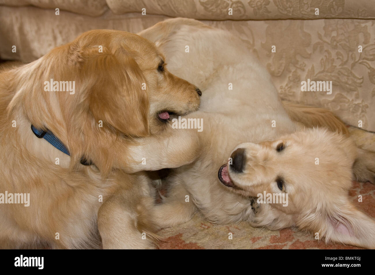 Golden retriever puppy playing -Fotos und -Bildmaterial in hoher ...