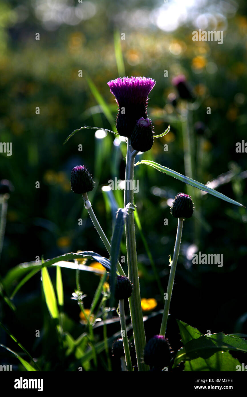 Symbol scottish thistle -Fotos und -Bildmaterial in hoher Auflösung – Alamy