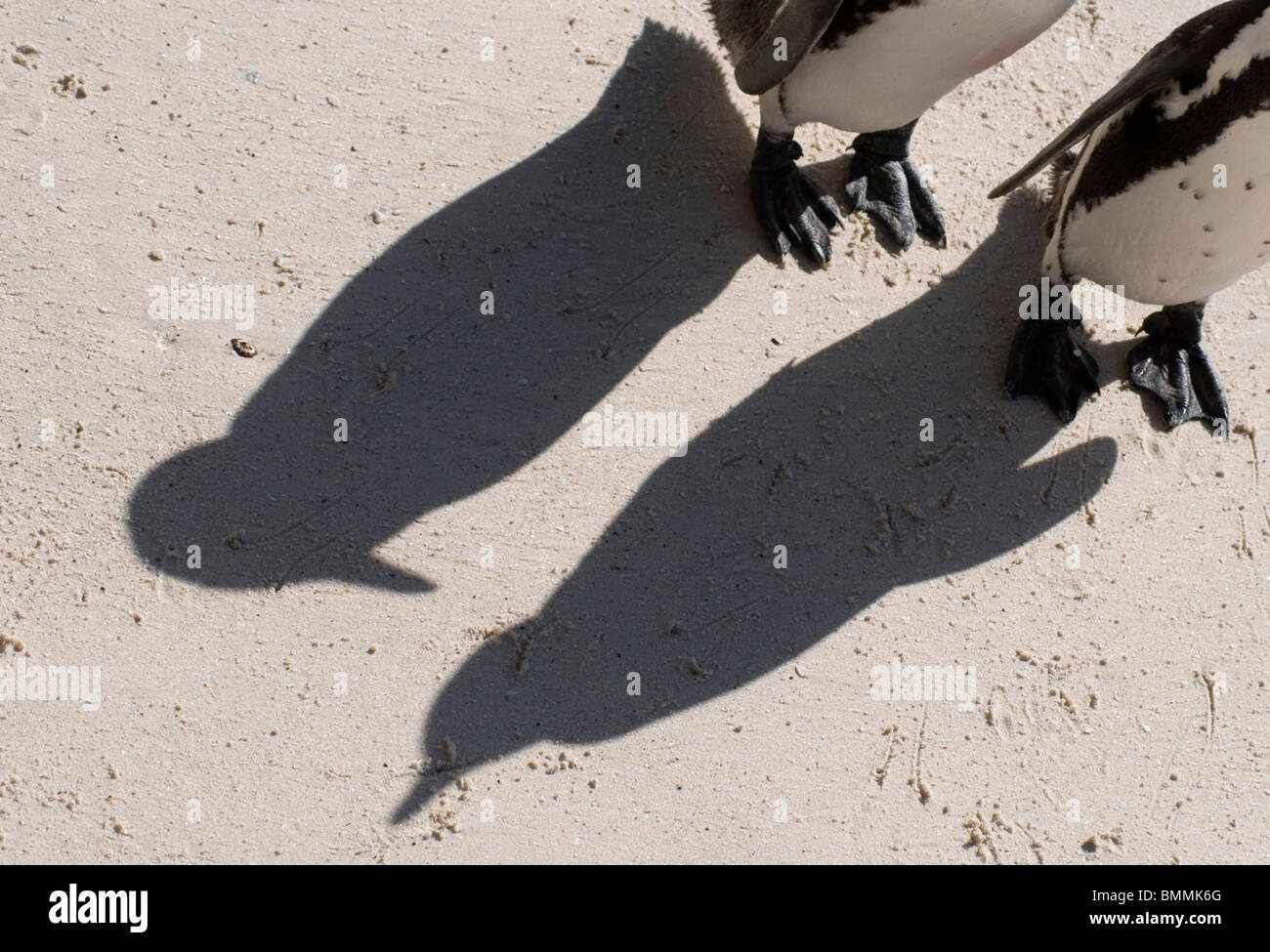 Spheniscus demerus -Fotos und -Bildmaterial in hoher Auflösung – Alamy