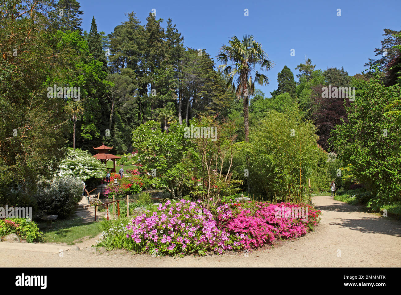 Palmen irland -Fotos und -Bildmaterial in hoher Auflösung – Alamy