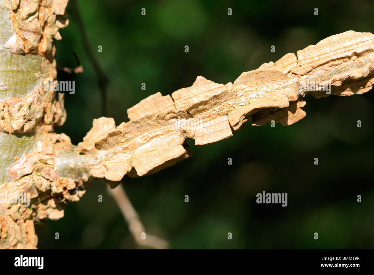 Elm tree -Fotos und -Bildmaterial in hoher Auflösung – Alamy