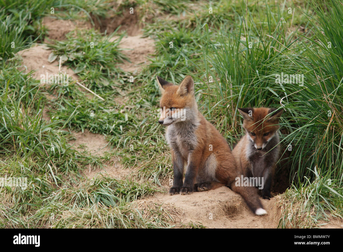 Fuchs (Vulpes Vulpes) Jungtiere sitzen am Eingang der Erde ...
