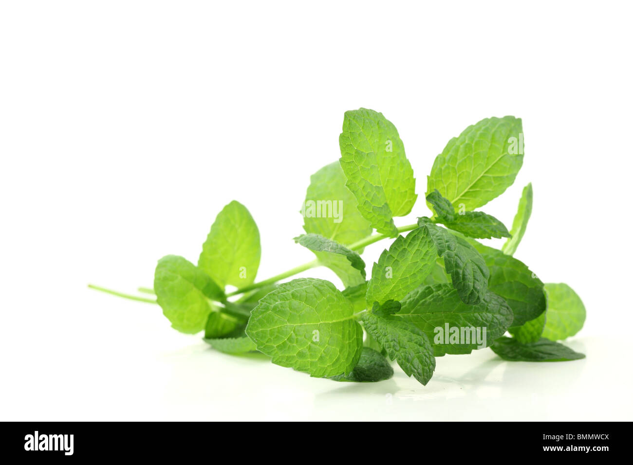 Minze tee -Fotos und -Bildmaterial in hoher Auflösung – Alamy