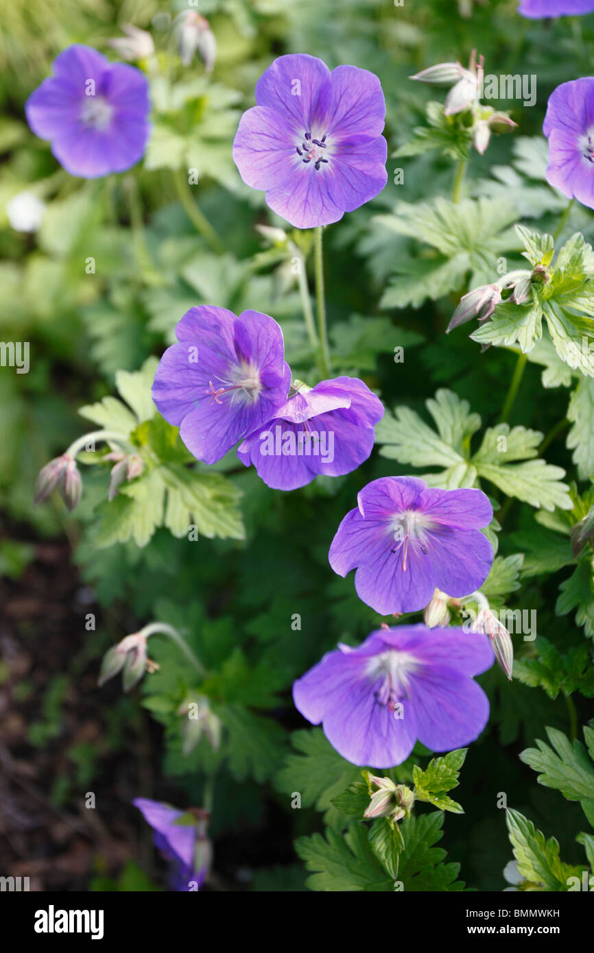 Geranium Erianthum Stockfotos und -bilder Kaufen - Alamy