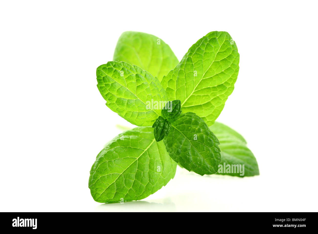 Minze kraut -Fotos und -Bildmaterial in hoher Auflösung – Alamy