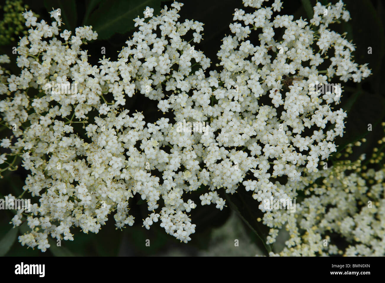 Sambucus nigra flower -Fotos und -Bildmaterial in hoher Auflösung – Alamy