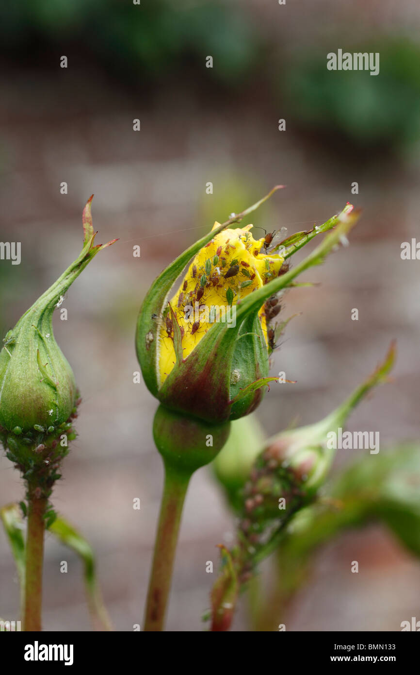 Große rosenblattlaus -Fotos und -Bildmaterial in hoher Auflösung – Alamy