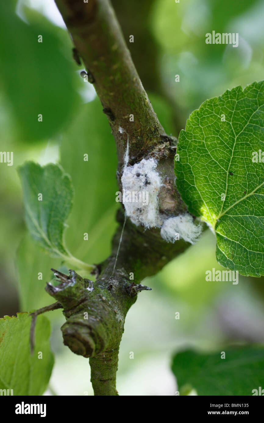 Blattlaus kolonie -Fotos und -Bildmaterial in hoher Auflösung – Alamy