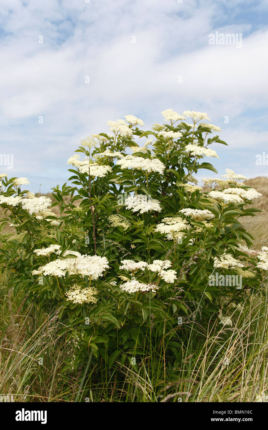 Holunder strauch -Fotos und -Bildmaterial in hoher Auflösung – Alamy