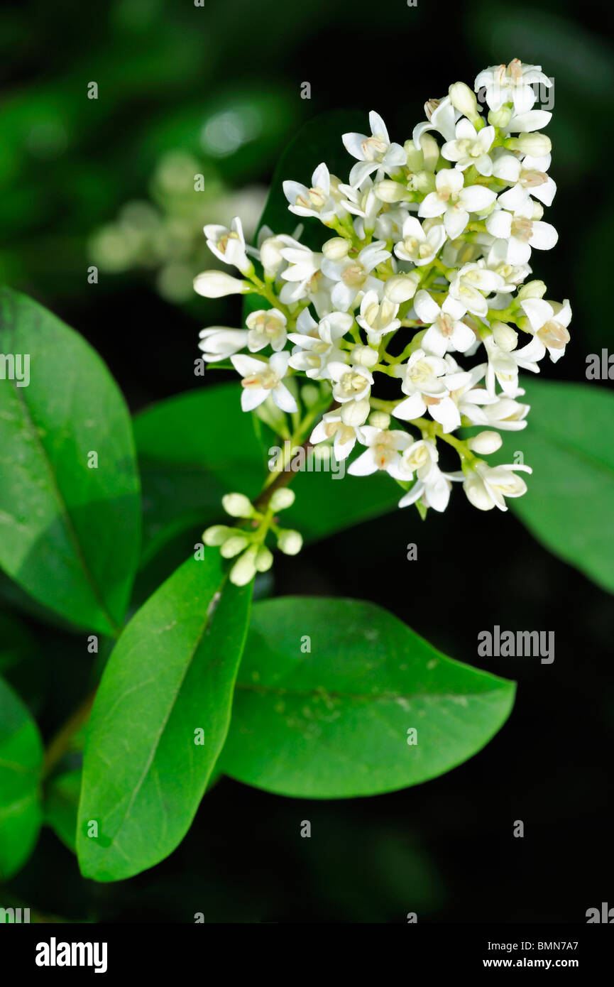 Nahaufnahme der Blüten und Blätter der wilden Liguster (Ligustrum ...
