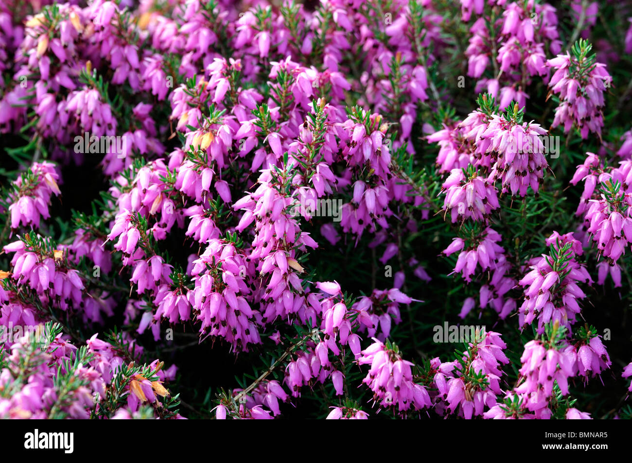 Erica Carnea März Sämling Rosa Winter Heide Winter blühenden Heidekraut ...
