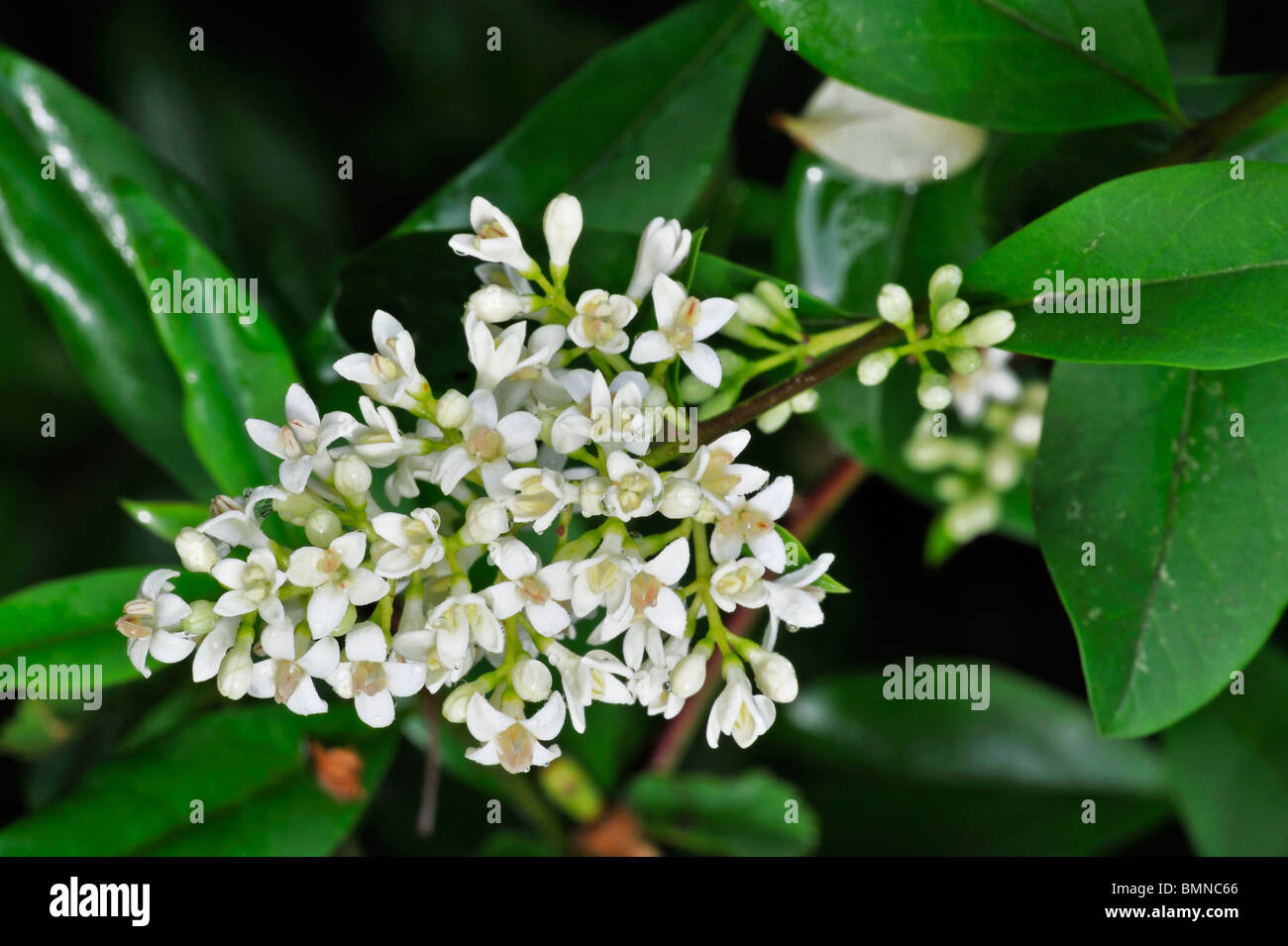 Nahaufnahme der Blüten und Blätter der wilden Liguster (Ligustrum ...