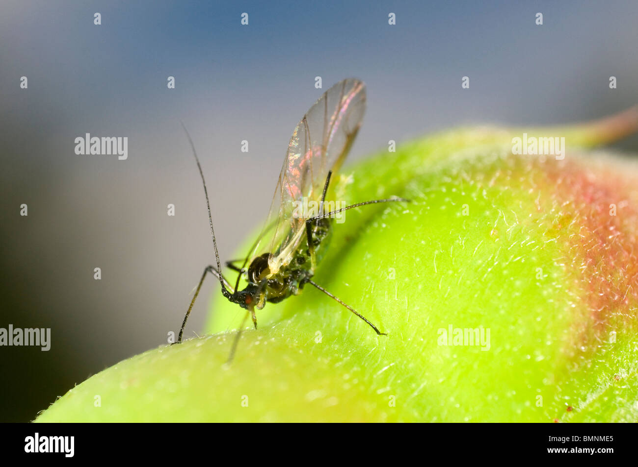 Extreme Nahaufnahme von der Rose Blattlaus Macrosiphum Rosae auf ...