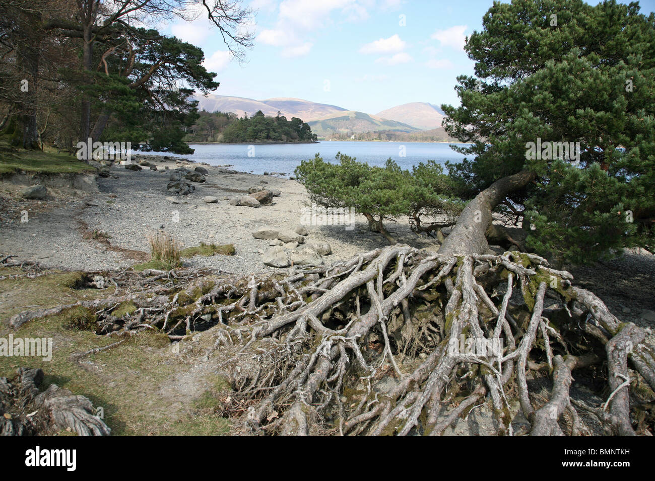 Derwentwater baumwurzeln -Fotos und -Bildmaterial in hoher Auflösung ...