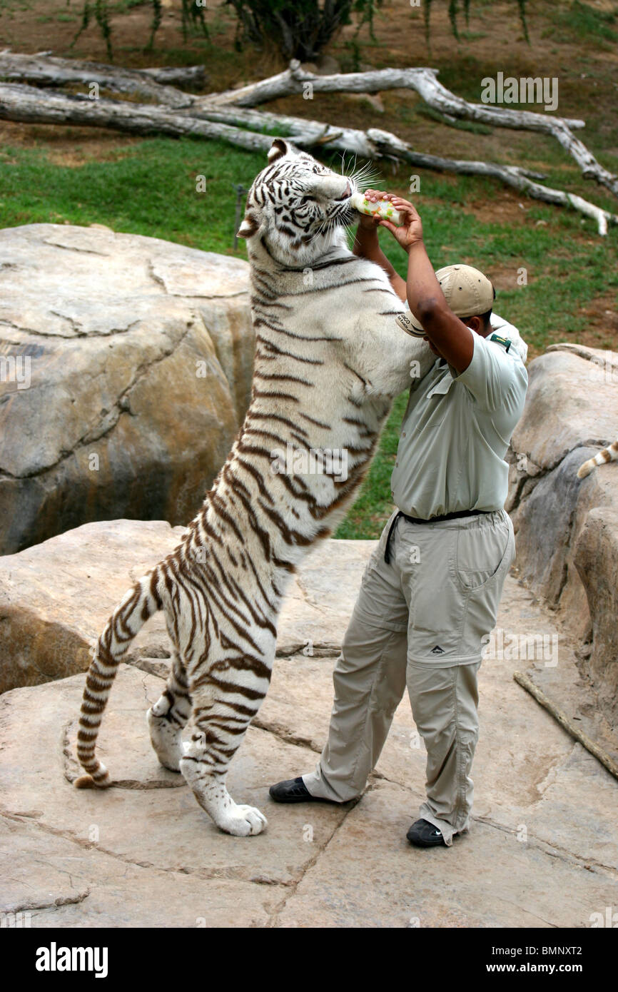 Tame Tiger Stockfotos und -bilder Kaufen - Alamy