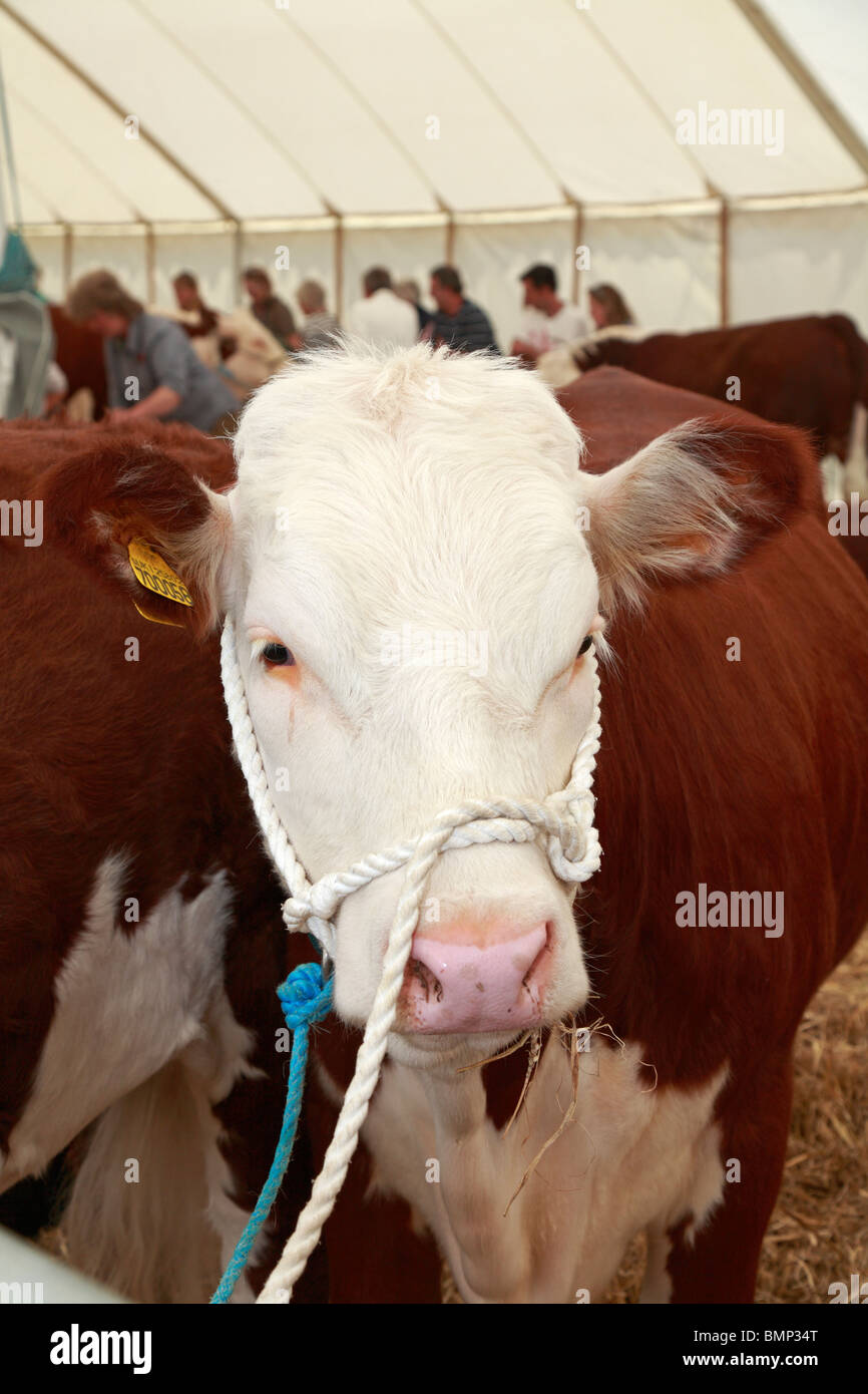 Hereford Cattle Stockfotos und -bilder Kaufen - Alamy