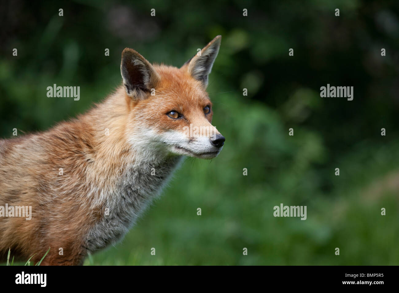 Fox And Chickens Stockfotos und -bilder Kaufen - Alamy