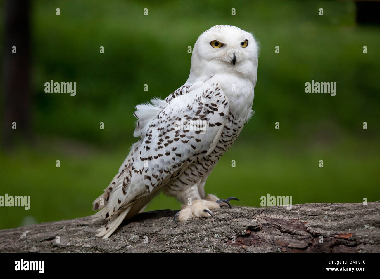 Snowy Owl On Arctic Tundra Stockfotos und -bilder Kaufen - Alamy