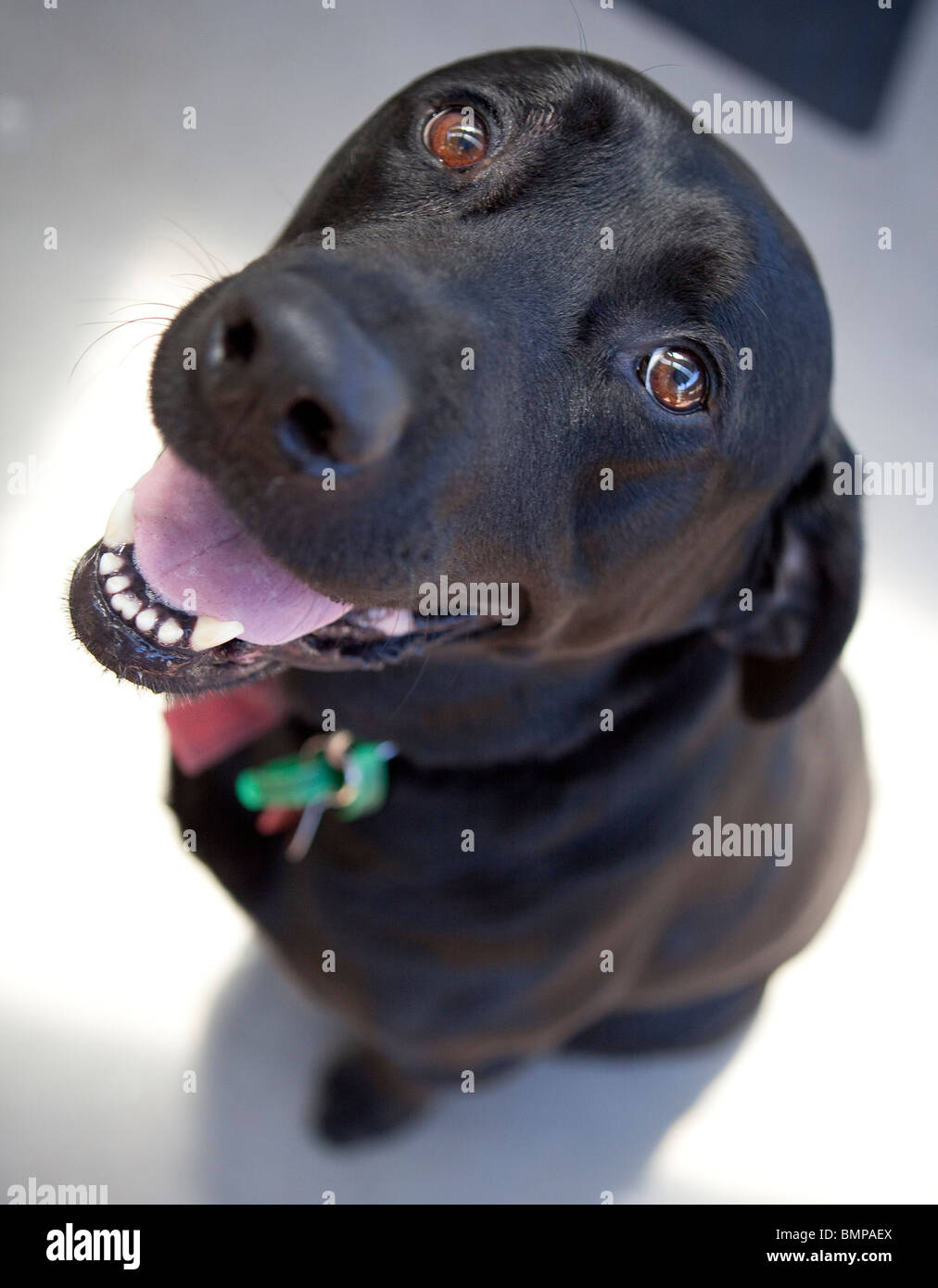 Bettelnder hund -Fotos und -Bildmaterial in hoher Auflösung – Alamy