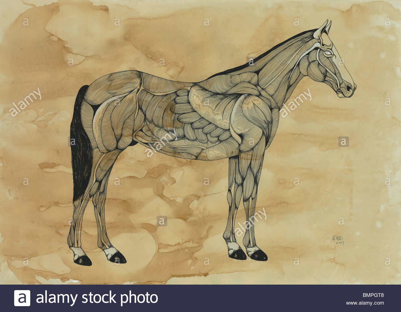 Pferd Anatomie Stockfotos & Pferd Anatomie Bilder - Alamy