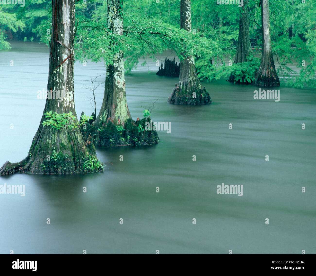 Noxubee wildlife refuge -Fotos und -Bildmaterial in hoher Auflösung – Alamy