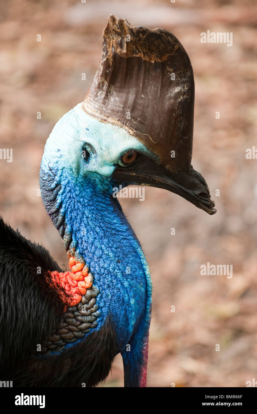Kasuar australien -Fotos und -Bildmaterial in hoher Auflösung – Alamy