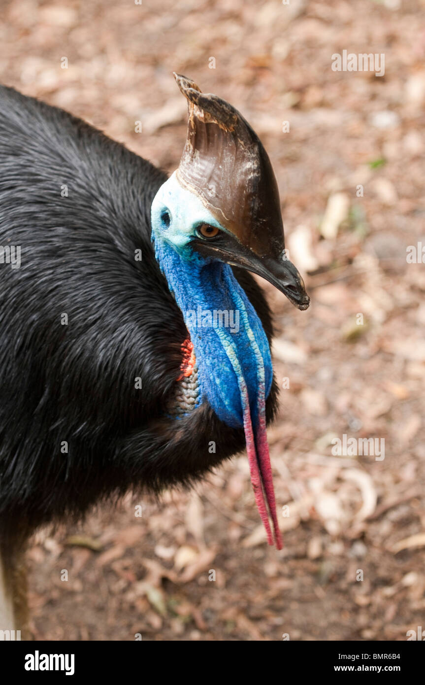 Kasuar australien -Fotos und -Bildmaterial in hoher Auflösung – Alamy