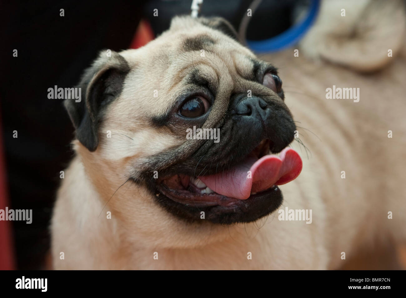 Mops mit zähnen -Fotos und -Bildmaterial in hoher Auflösung – Alamy