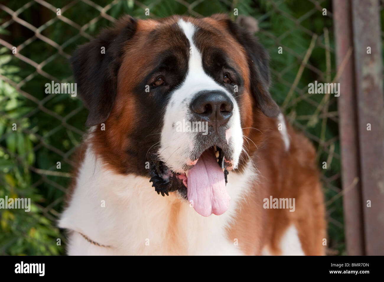A saint bernard dog -Fotos und -Bildmaterial in hoher Auflösung – Alamy