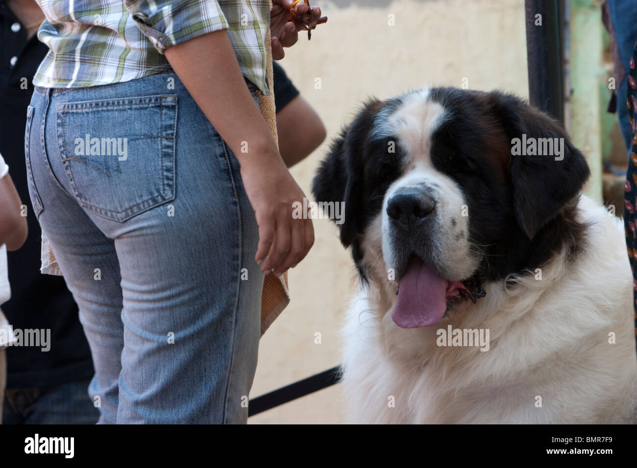 A saint bernard dog -Fotos und -Bildmaterial in hoher Auflösung – Alamy