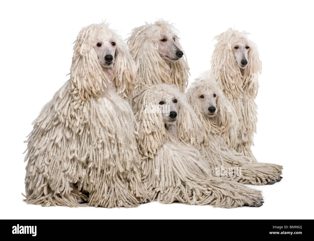 White corded poodle -Fotos und -Bildmaterial in hoher Auflösung – Alamy