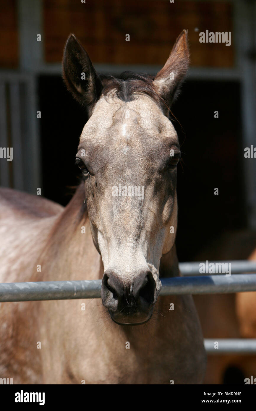 Akhal teke pferd -Fotos und -Bildmaterial in hoher Auflösung – Alamy