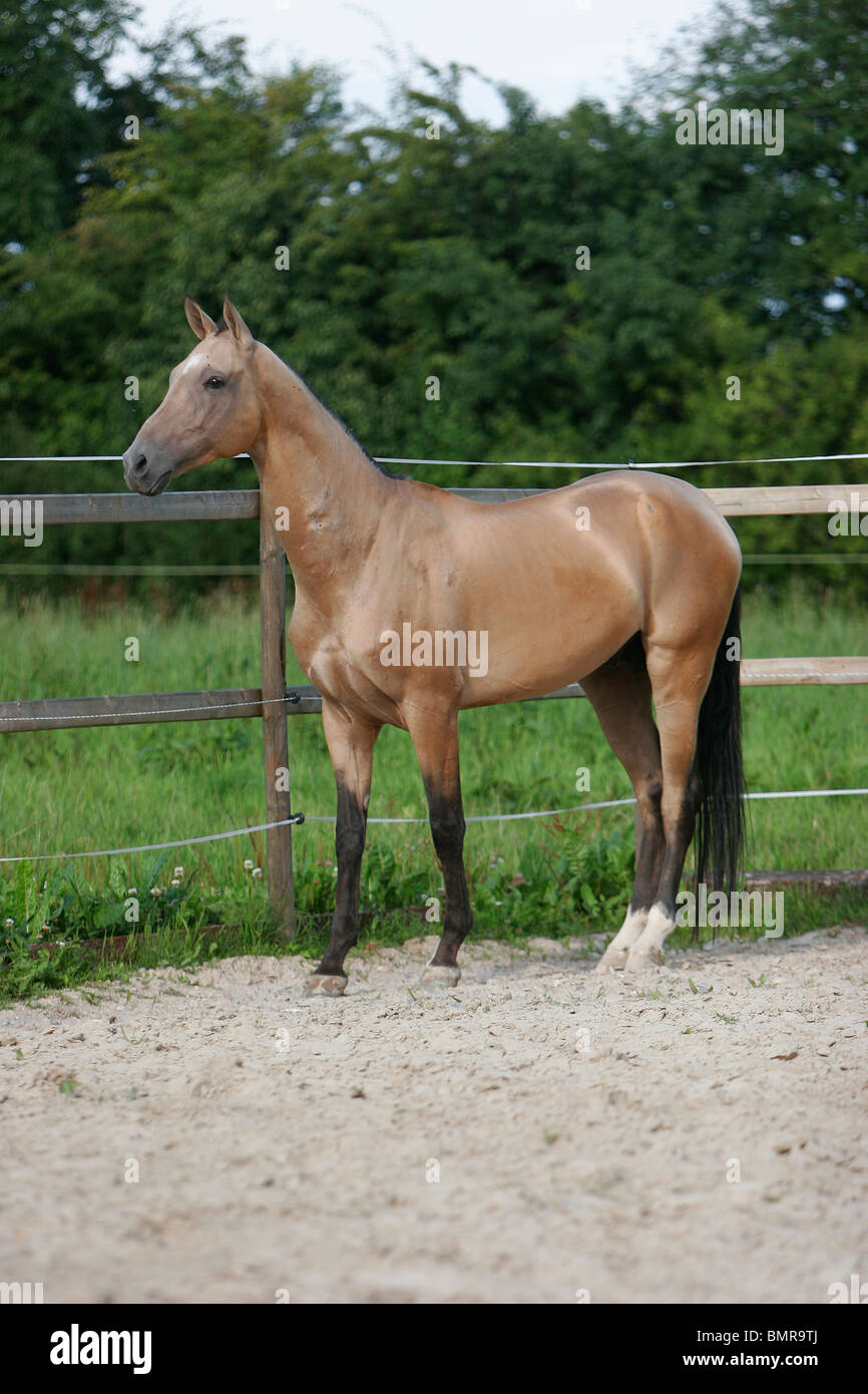 Akhal teke stallion -Fotos und -Bildmaterial in hoher Auflösung – Alamy