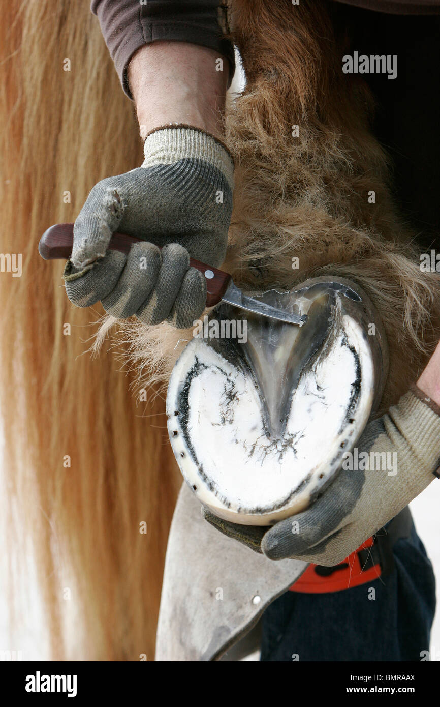 Hufschmied hat ein pferd beschlagen -Fotos und -Bildmaterial in hoher ...