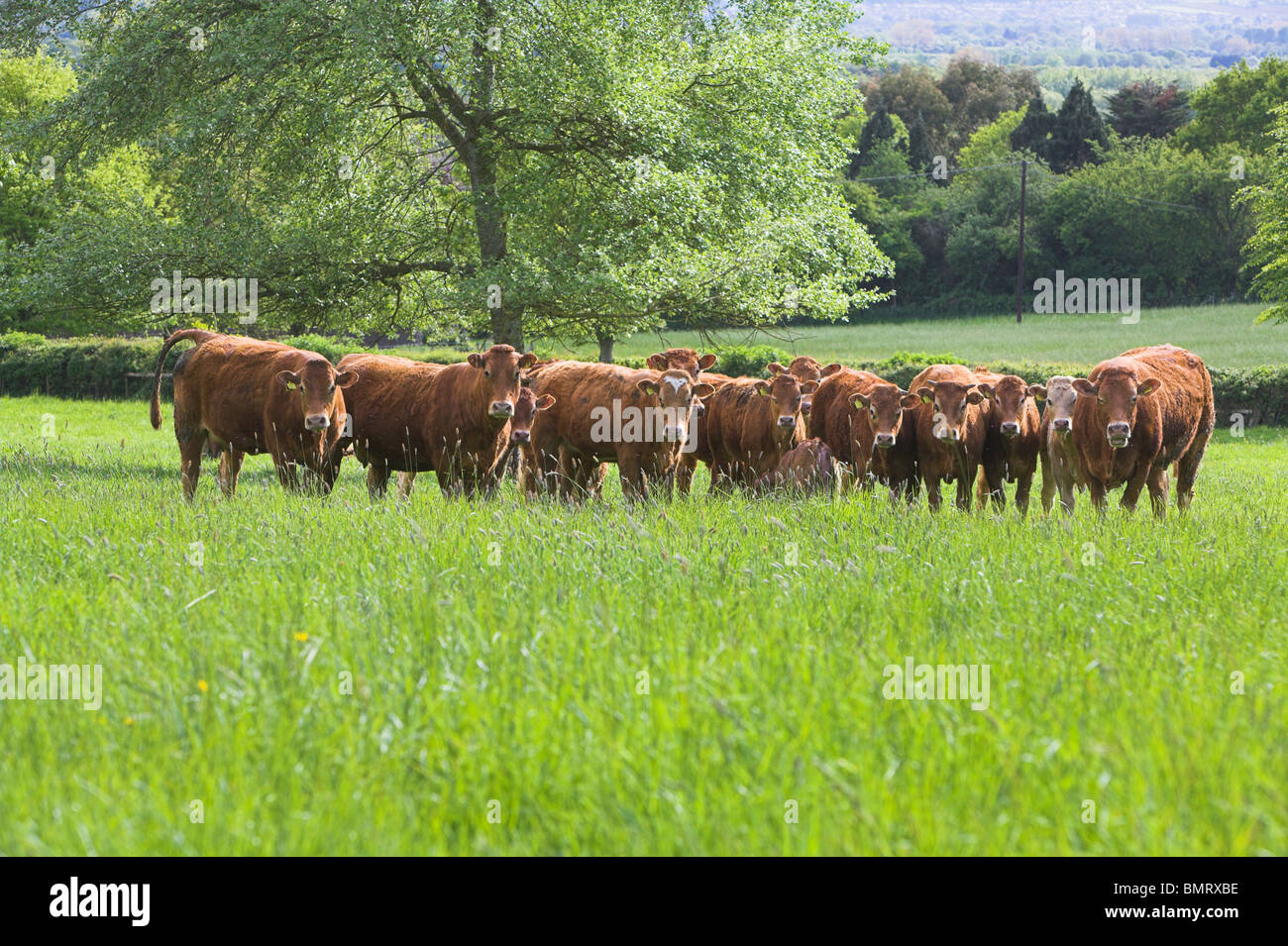 Limousin rinder -Fotos und -Bildmaterial in hoher Auflösung – Alamy