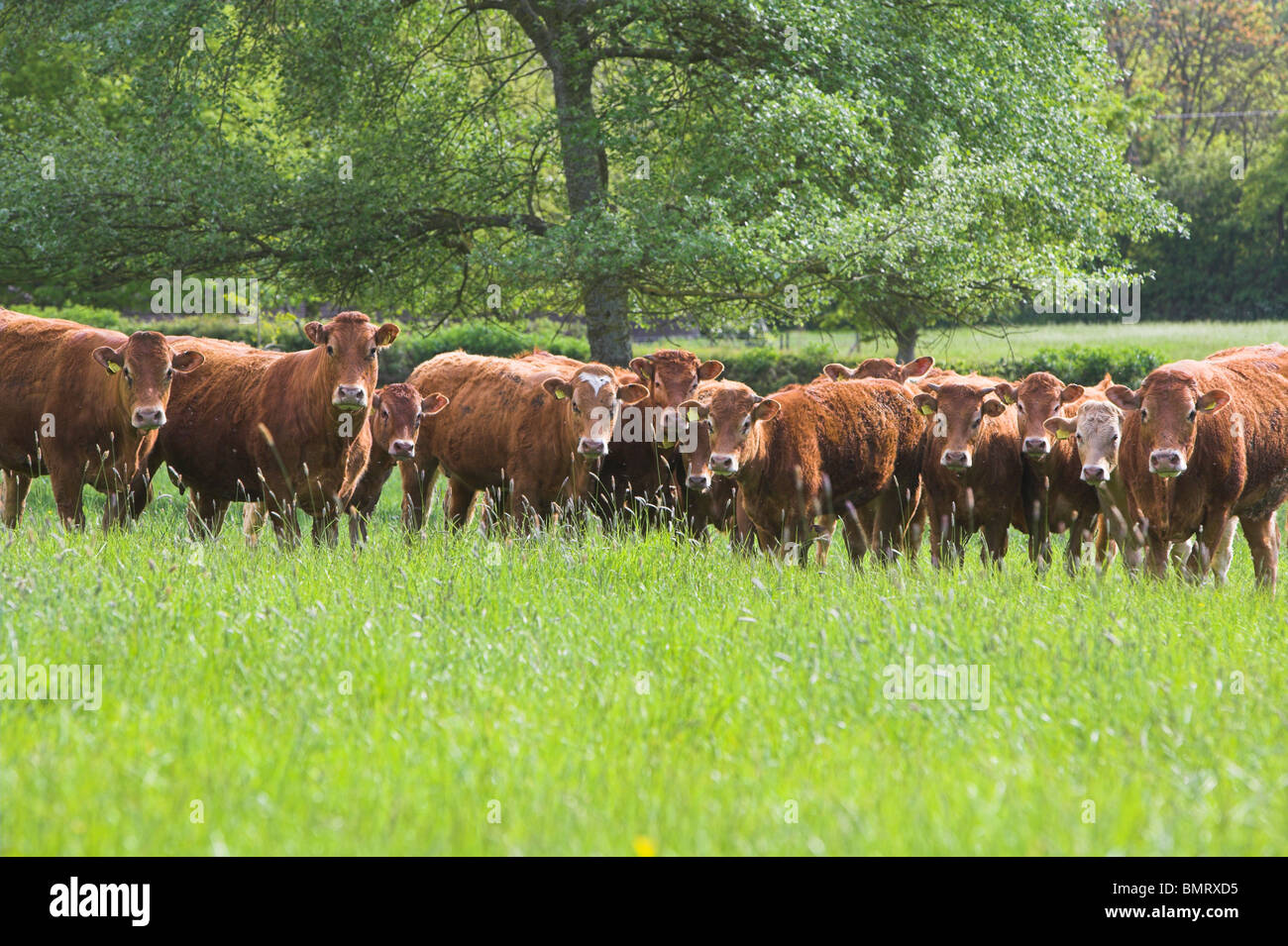 Limousin rinder -Fotos und -Bildmaterial in hoher Auflösung – Alamy