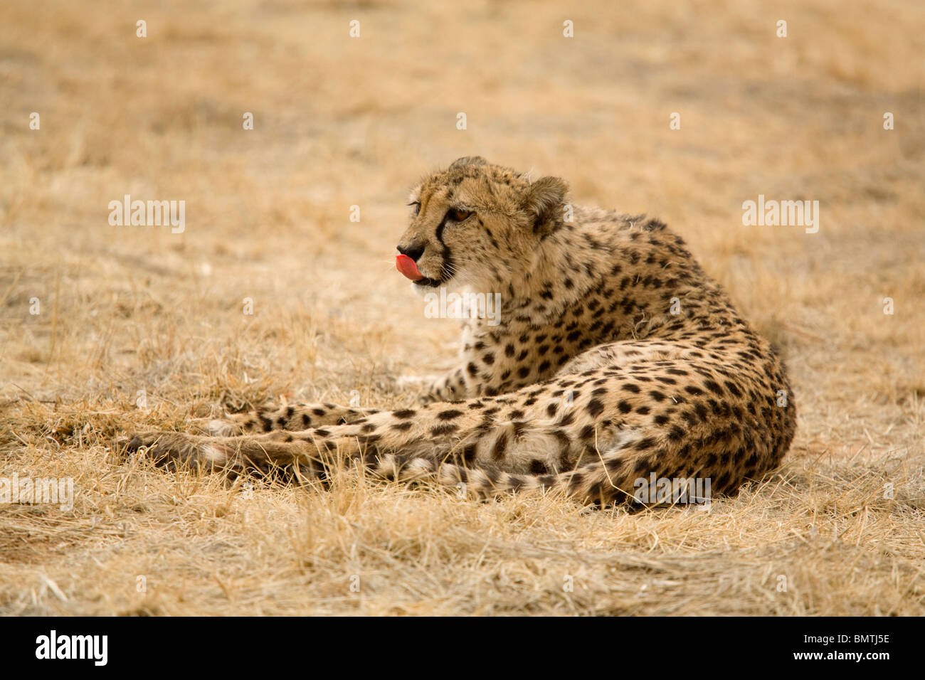 Junge Geparden, Namibia Stockfotografie - Alamy