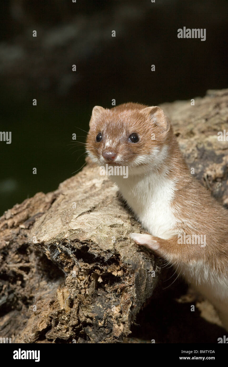 Am wenigsten wiesel aus -Fotos und -Bildmaterial in hoher Auflösung – Alamy