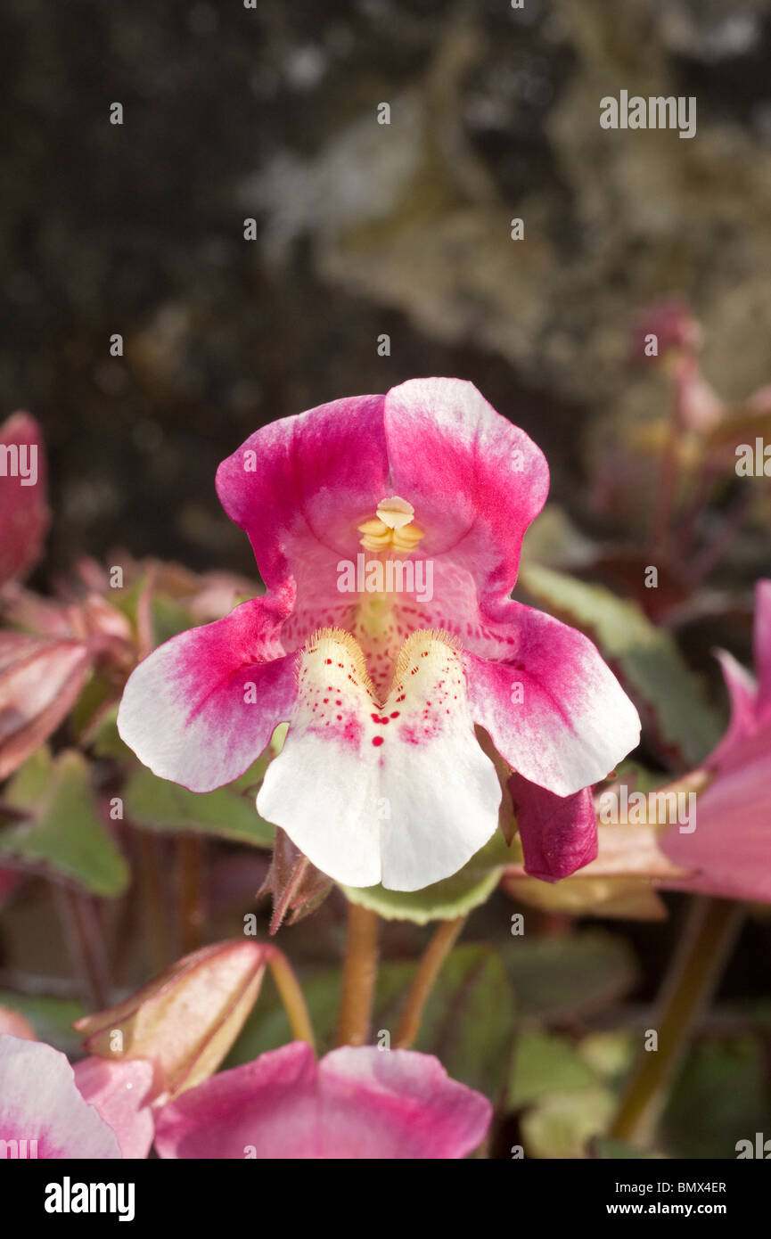 Bifid stigma -Fotos und -Bildmaterial in hoher Auflösung – Alamy