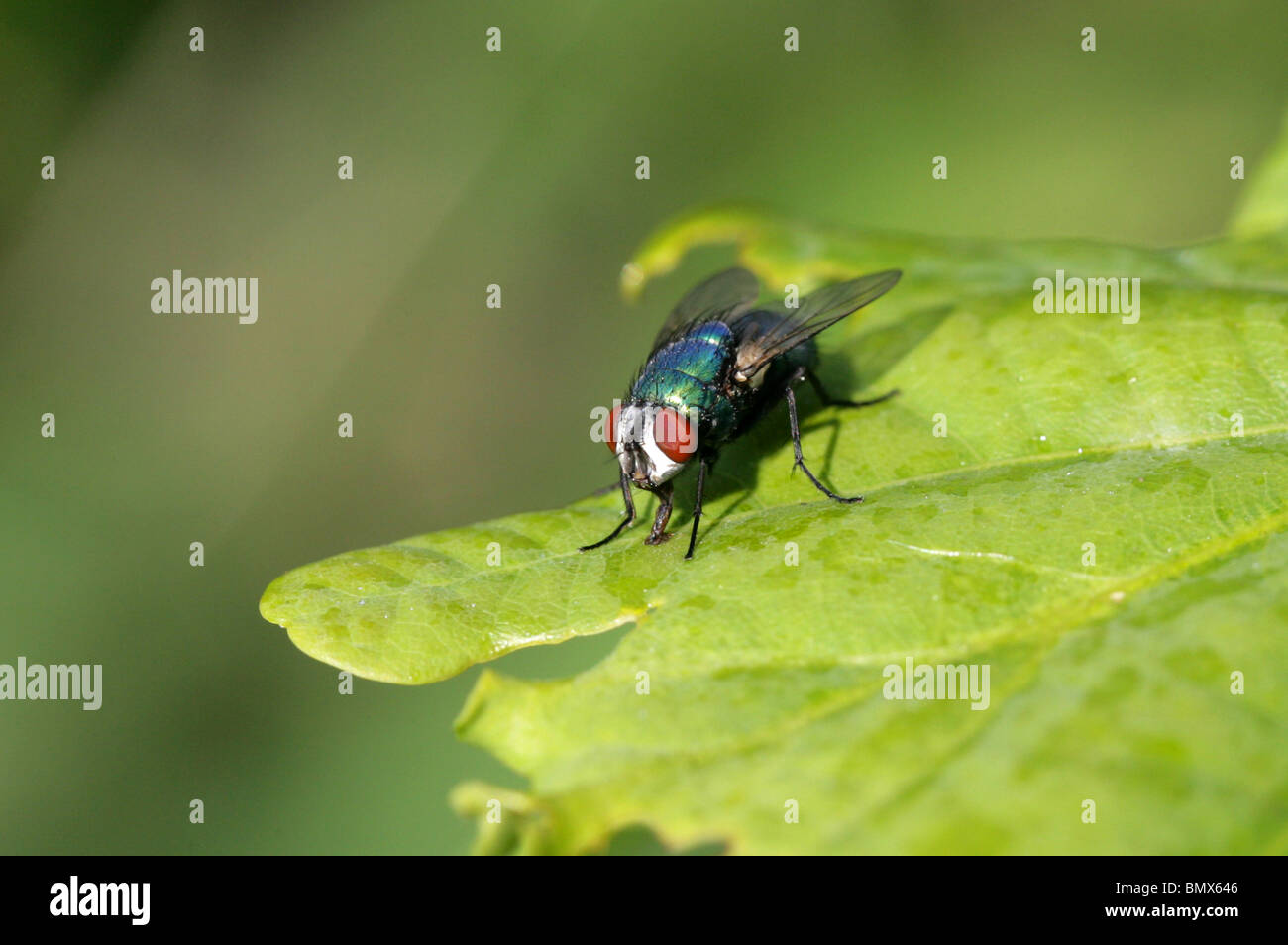 Grüne Flasche oder Greenbottle Fly, Lucilia Caesar, Calliphoridae ...