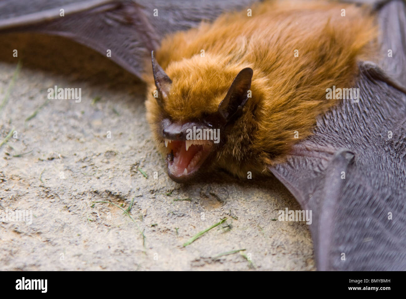Vampire bat bite -Fotos und -Bildmaterial in hoher Auflösung – Alamy